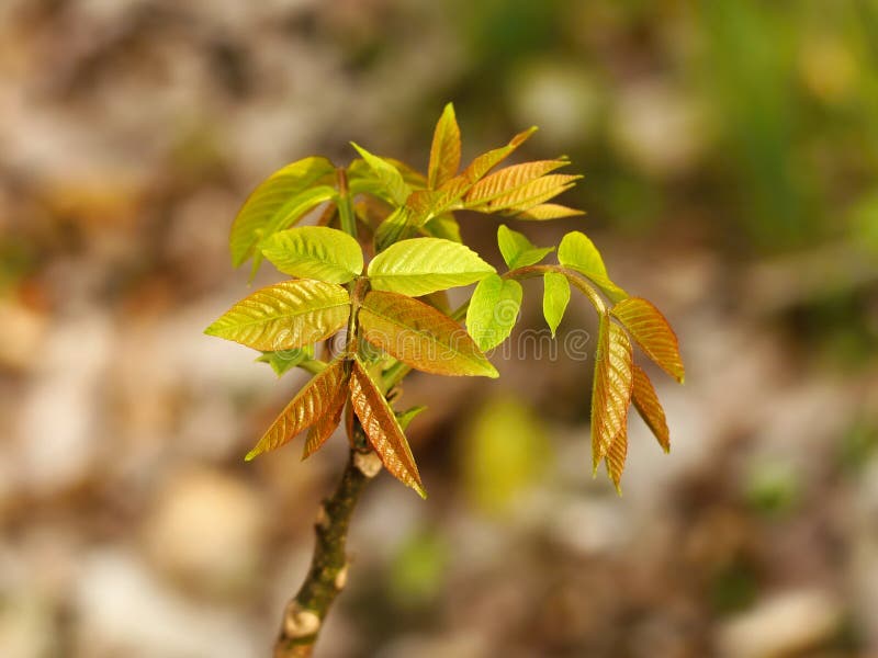Walnut Tree Young Spring Leaves Stock Image - Image of regia, macro ...