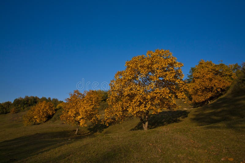 Walnut Trees in Autumn Season Stock Image - Image of autumn, landscape ...
