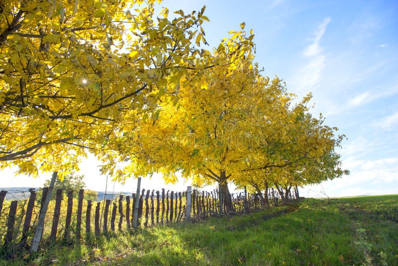 Walnut Trees in Autumn and Blue Sky Stock Photo - Image of fall ...