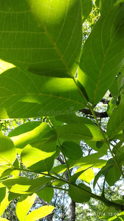 Walnut Trees Background Picture Background Screen Summer Sun Rays Stock ...