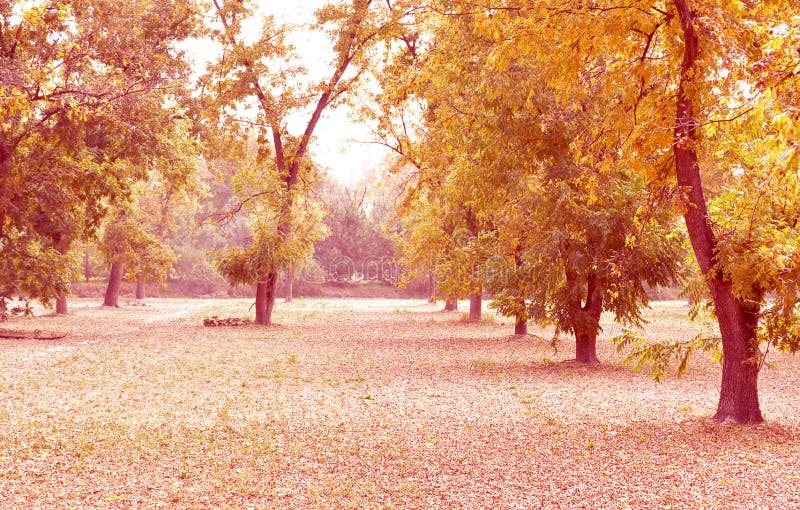 Walnut trees stock image. Image of landscape, fall, walnut - 74082779