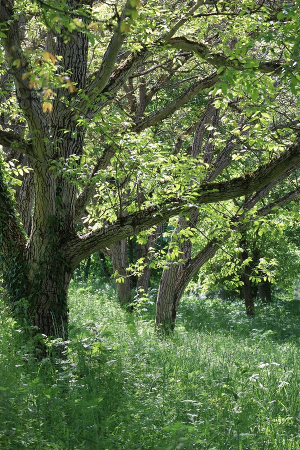Walnut trees in Sunlight stock photo. Image of tree - 380129130