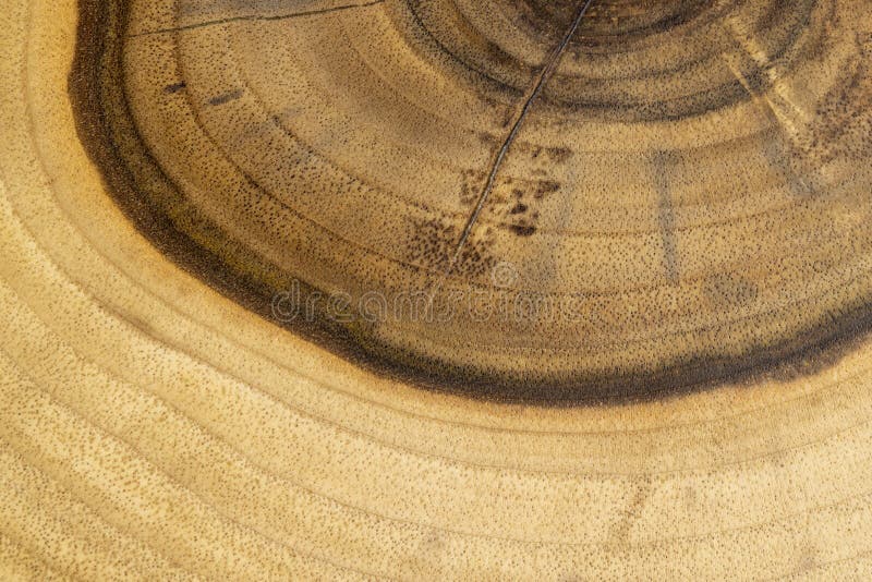 Walnut Trunk for the Manufacture of Interior Details, Processed Walnut ...