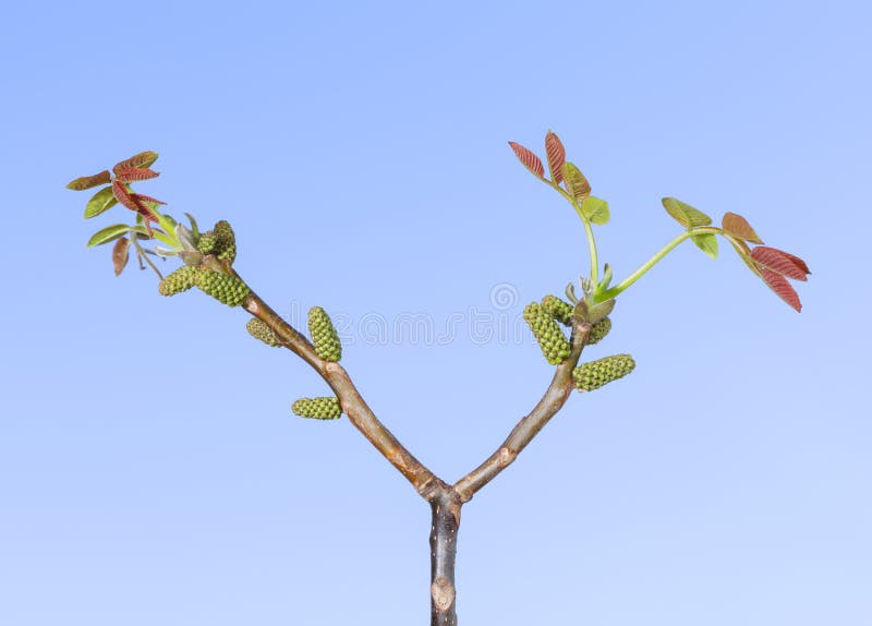 Walnut tree budding brunch stock image. Image of seasonal - 27408259