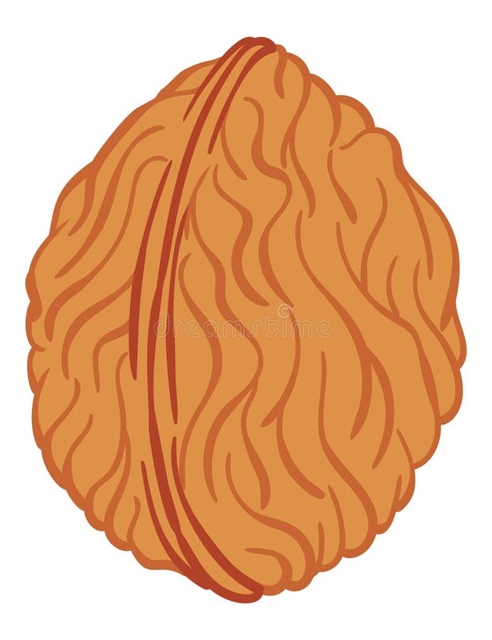 Walnut Vector Flat Icon. Cartoon Illustration of Whole Nut in Shell ...