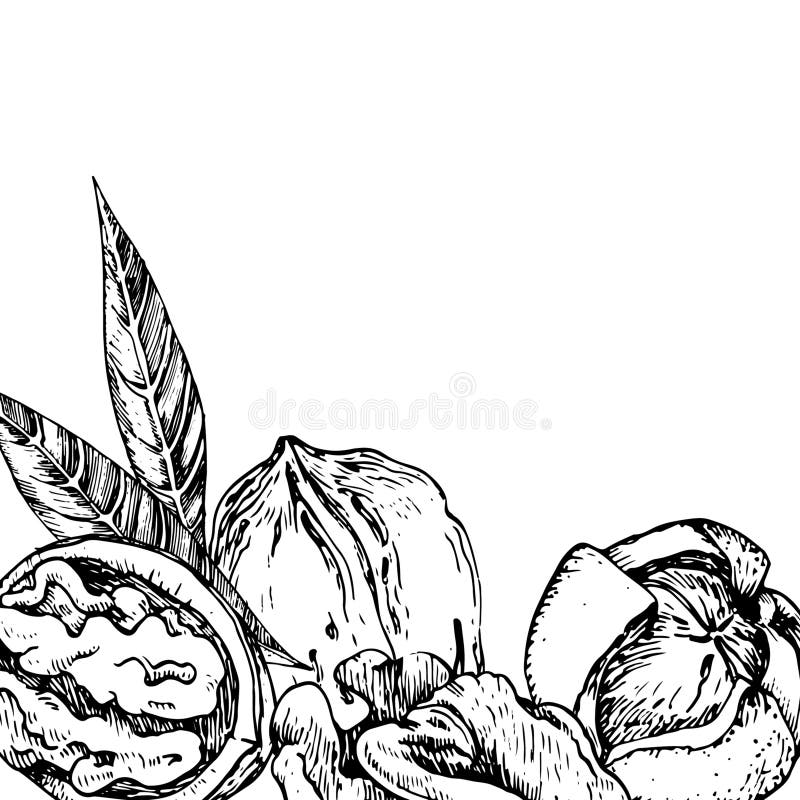 Walnut Border Stock Illustrations – 1,105 Walnut Border Stock ...