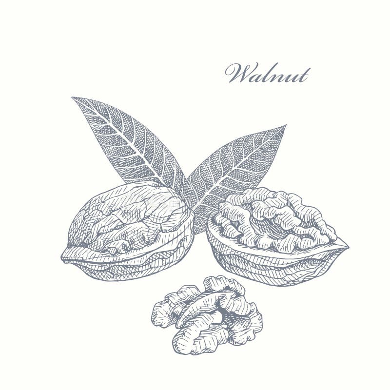 Walnut. Vector Graphic Illustration Stock Vector - Illustration of ...