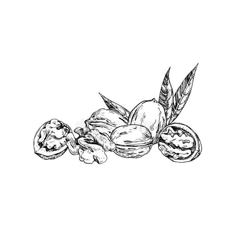 Walnut Vector Illustration Hand Drawn with Ink. Black and White ...