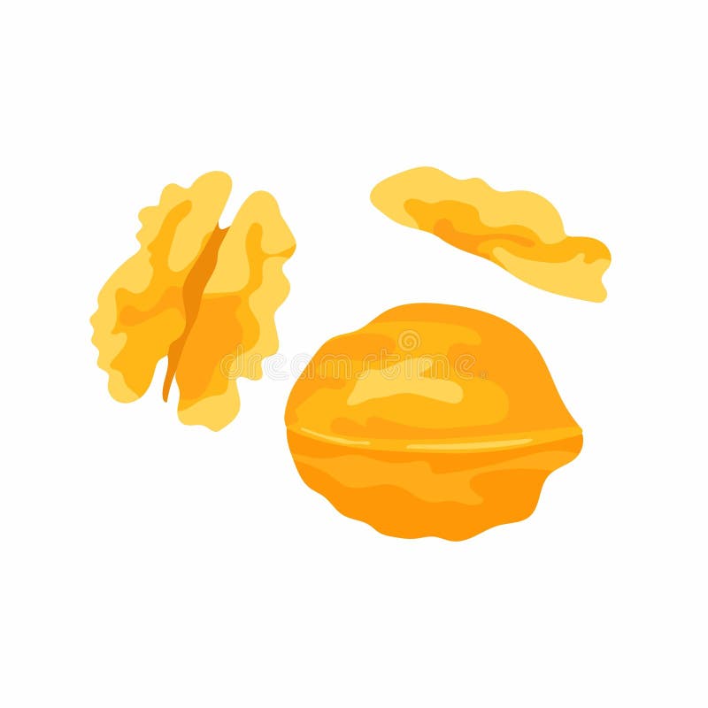 Walnut. Vector Illustration of Nut in Flat Style Stock Vector ...