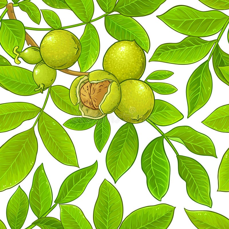 Walnut vector pattern stock vector. Illustration of illustration ...