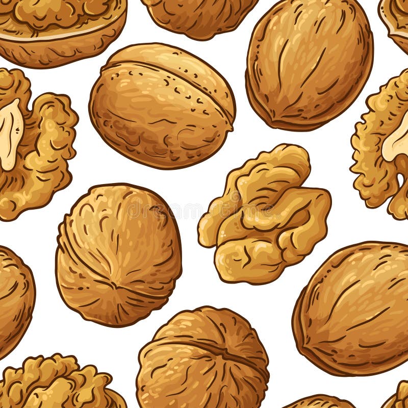 Walnut vector pattern stock vector. Illustration of natural - 127802038
