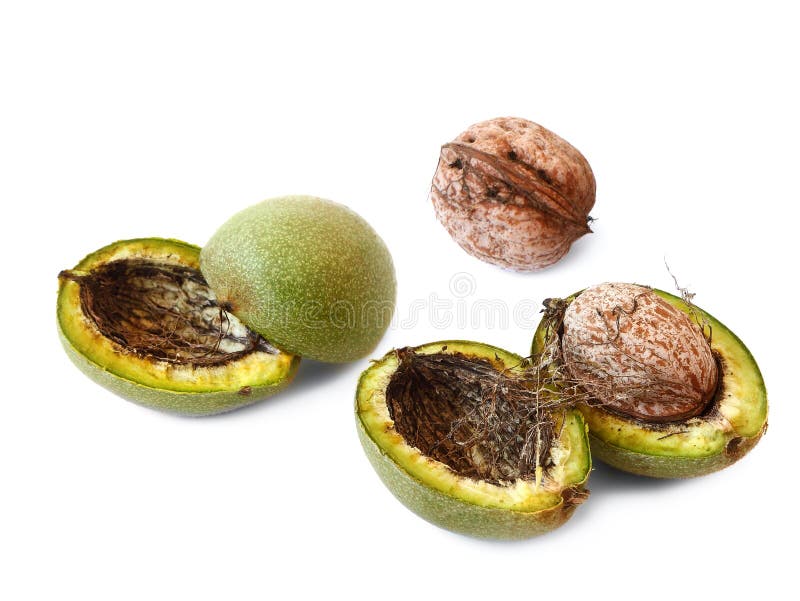 Walnut stock image. Image of shell, dried, walnut, isolated - 124544517