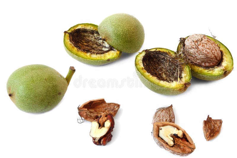 Walnut stock image. Image of growing, fruit, leaf, nature - 124544543