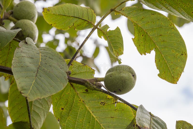 Walnut stock photo. Image of walnut, nature, shell, fruit - 60966600
