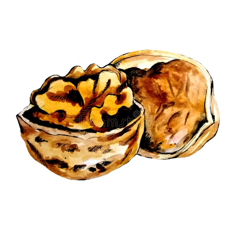 Walnut Brain Stock Illustrations – 150 Walnut Brain Stock Illustrations ...