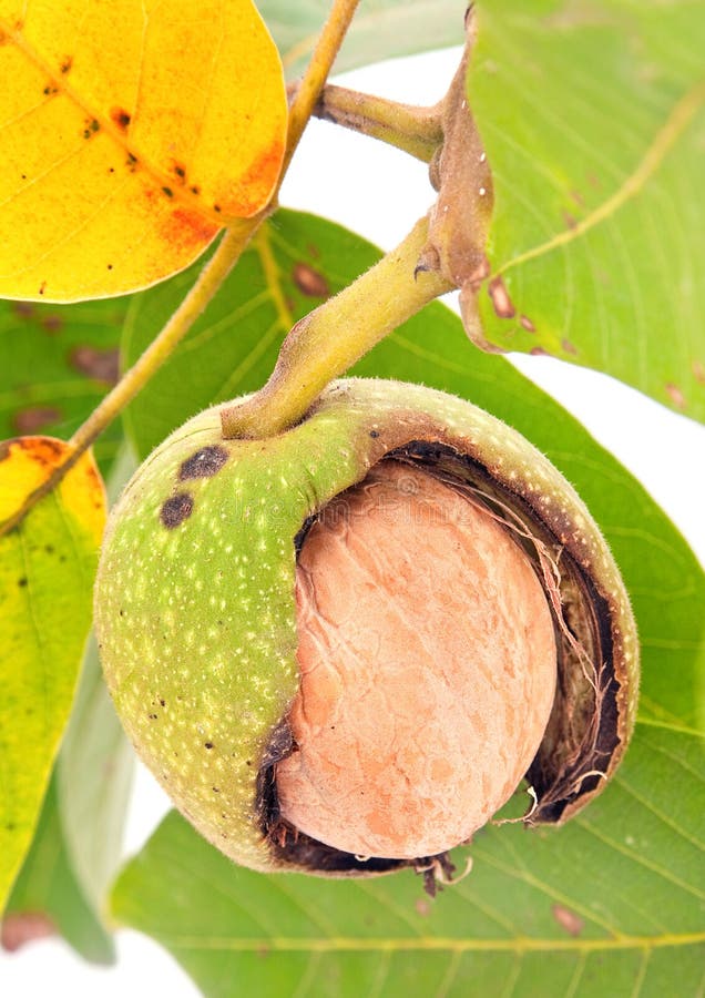 Walnut on white stock image. Image of walnut, broken - 22528465
