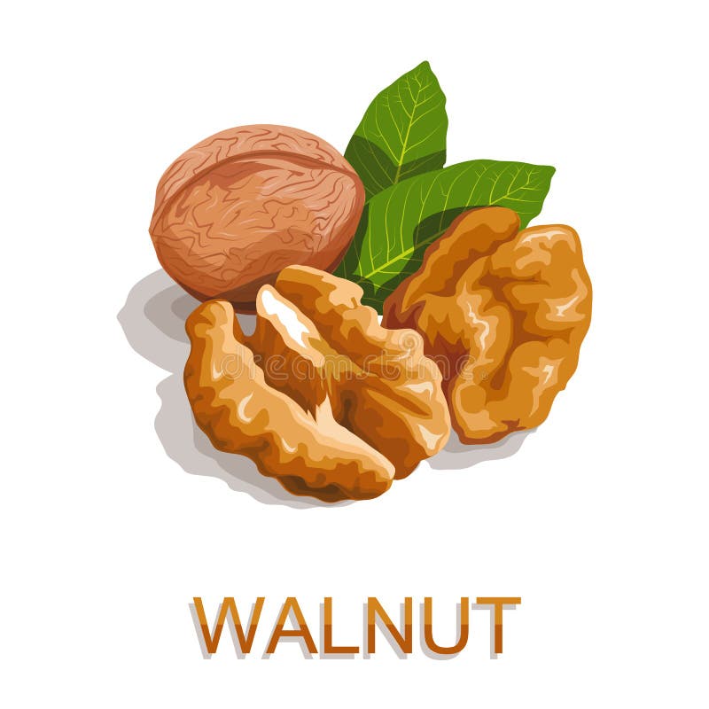 Walnut Open Drawing Stock Illustrations – 210 Walnut Open Drawing Stock ...