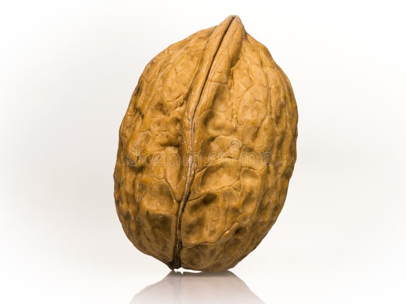 Walnut on a White Background, Macro Photo Lots of Details Stock Photo ...