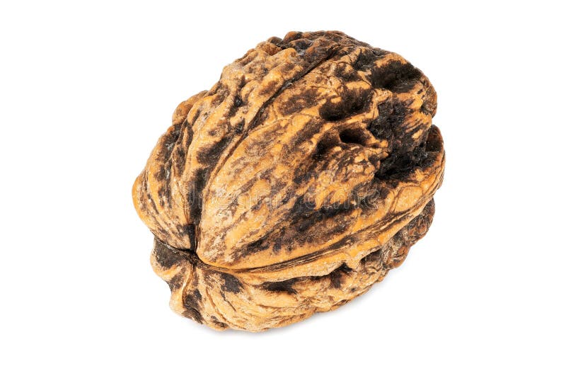 Walnut on White Background stock image. Image of healthy - 200225595