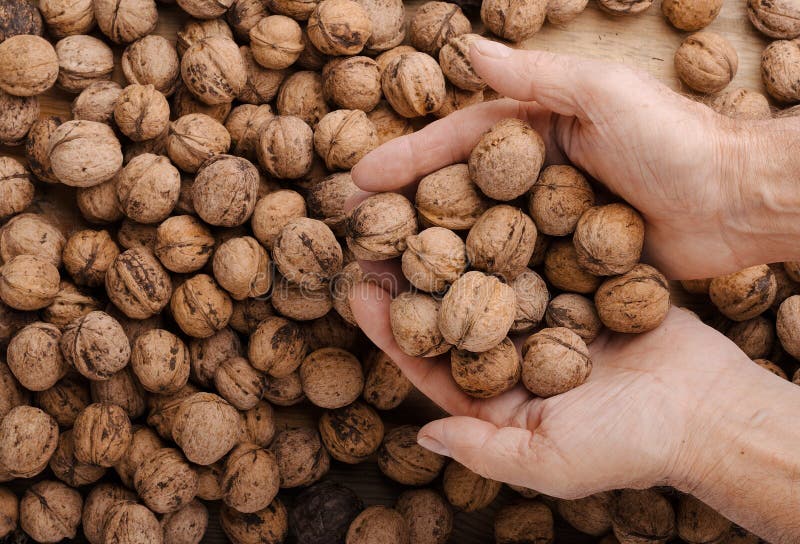 Walnut. Whole Walnuts on Wooden Table. Hands Holding Walnuts. Stock ...