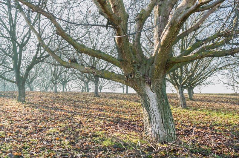 Walnut wood stock photo. Image of cold, autumn, grass - 38429450