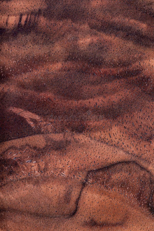 Walnut Natural Wood Texture Stock Photo - Image of plank, closeup ...