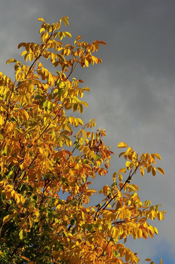 Walnut yellow leaves stock image. Image of golden, abstract - 78269337