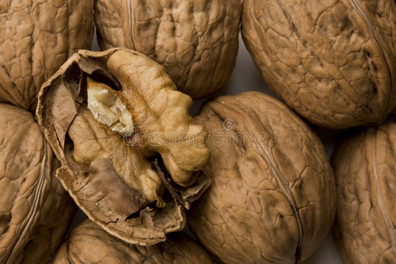 Walnuts stock image. Image of fruit, nutshell, shell - 19571101