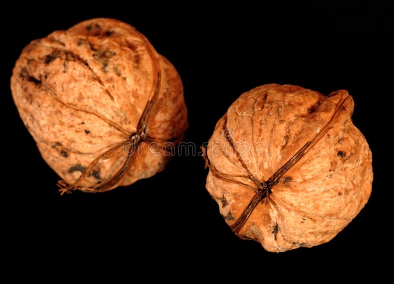 Ripe walnut on tree stock image. Image of leaf, botanic - 14373583
