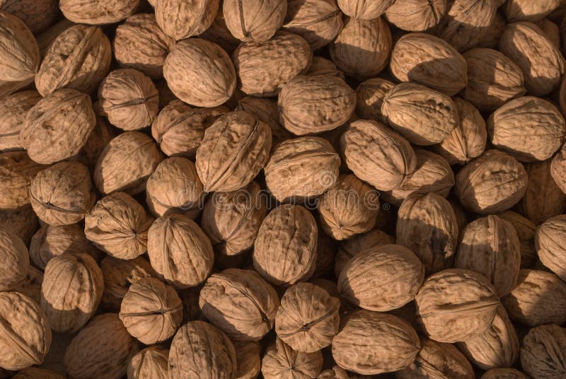 Walnuts stock image. Image of healthy, nature, natural - 7106179