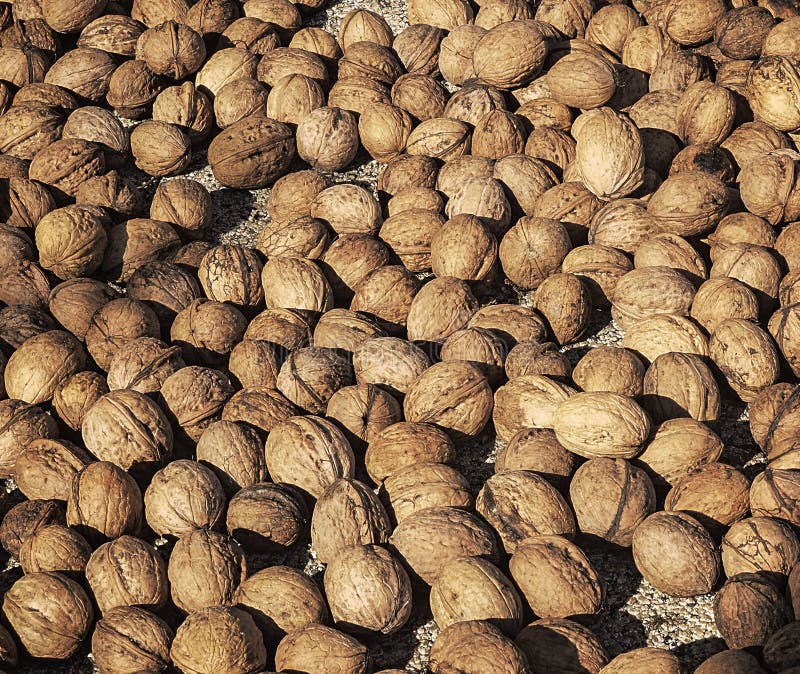Walnuts stock image. Image of meal, nutshell, natural - 60534495