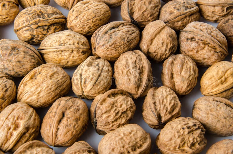 Walnuts stock image. Image of nuts, autumn, walnuts, delicious - 41413315