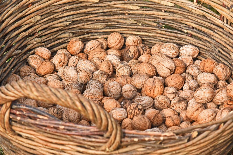 Walnuts in basket stock image. Image of food, object - 126956571