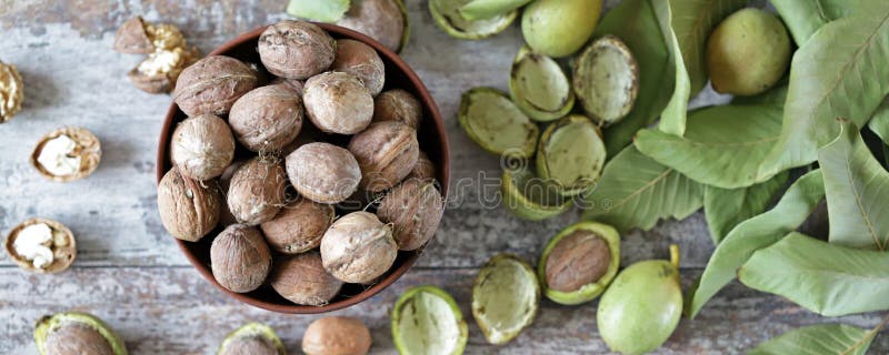 Walnuts in a Bowl. the Leaves of the Walnut Tree. Walnuts in a Green ...