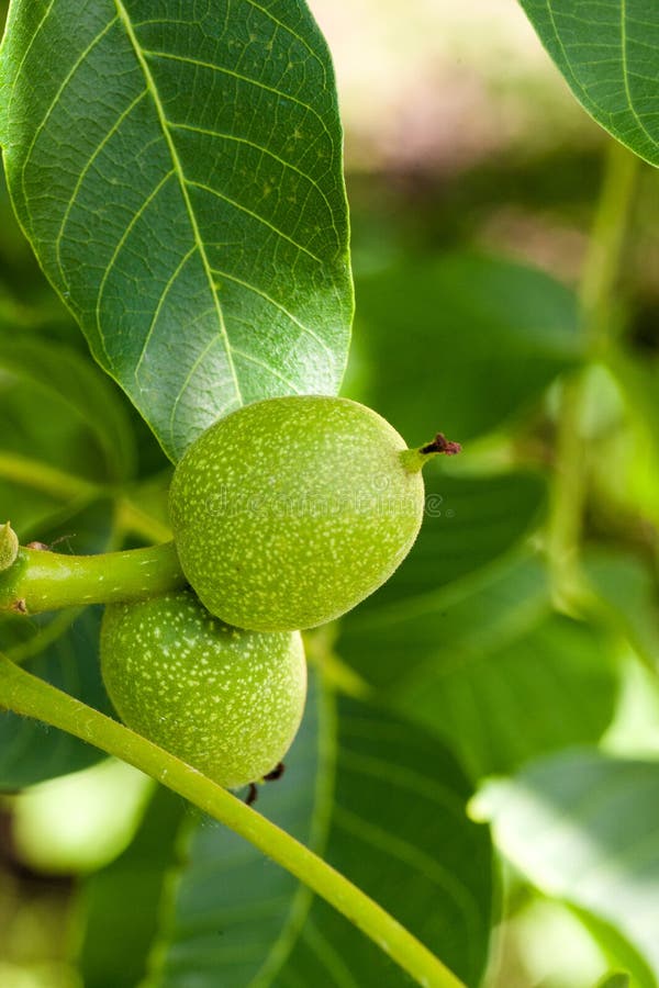 Walnuts Branch with Fruits. Stock Image - Image of lifestyle, juglans ...