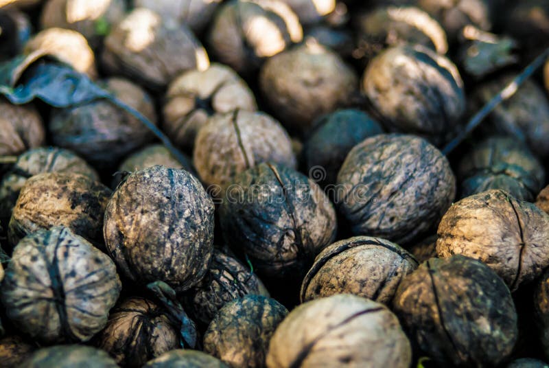 Walnuts stock image. Image of tree, garden, village, country - 40978727