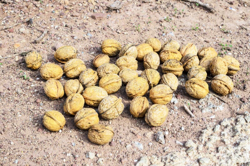 Walnuts stock photo. Image of castellon, exterior, vine - 79111658
