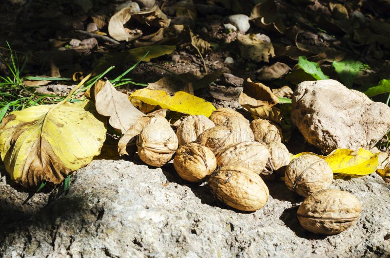 Walnuts stock photo. Image of fruits, castellon, walnut - 79112138
