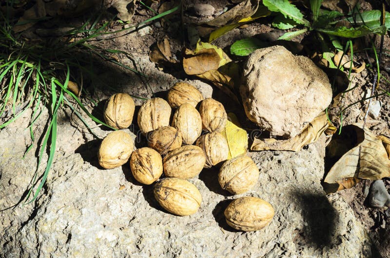 Walnuts stock photo. Image of outdoor, nuts, shell, fruits - 79112262