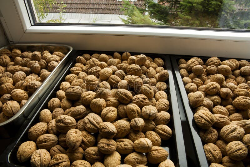 Drying walnuts stock image. Image of fresh, health, pattern - 104284477