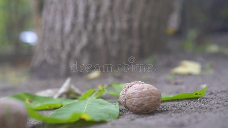 Walnuts Fall from a Tree,slow Mo,close Up Stock Video - Video of ...