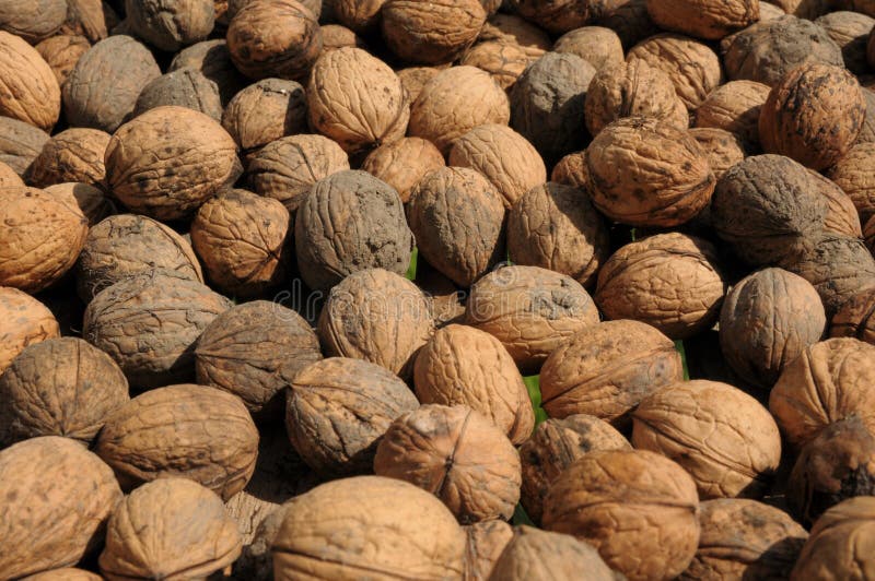 Walnuts stock image. Image of protein, vegan, nutshell - 46020675