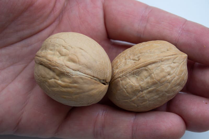 Walnuts Food Nut in Hand on White Background Isolation Stock Photo ...