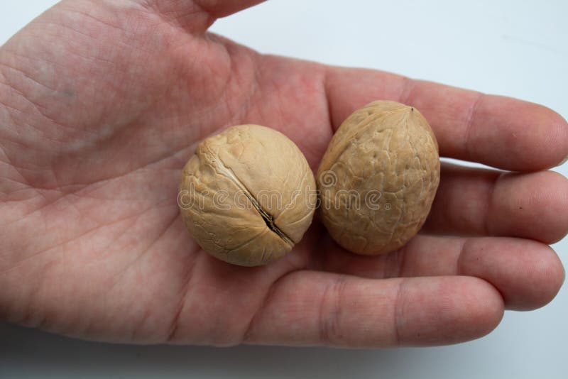 Walnuts Food Nut in Hand on White Background Isolation Stock Image ...