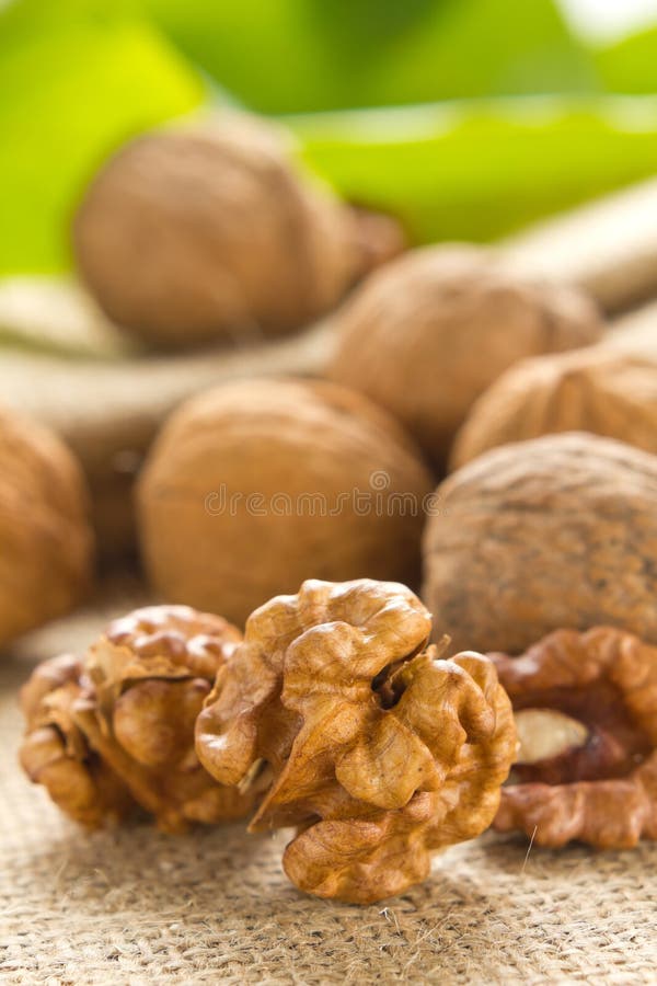 Walnuts stock photo. Image of ingredient, fall, fruit - 32873504