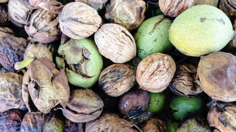 Walnuts Freshly Picked at Different Stages Stock Photo - Image of ...