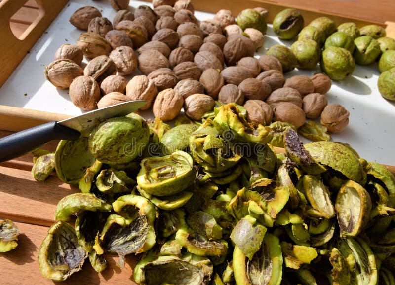 Pealing walnuts - II stock photo. Image of blur, brown - 230226384