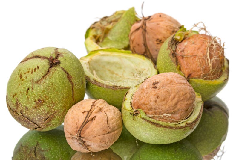 Walnuts in the green shell stock photo. Image of healthy - 60302086