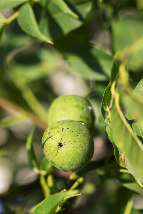 Walnuts among green leaves stock image. Image of lonely - 145293801