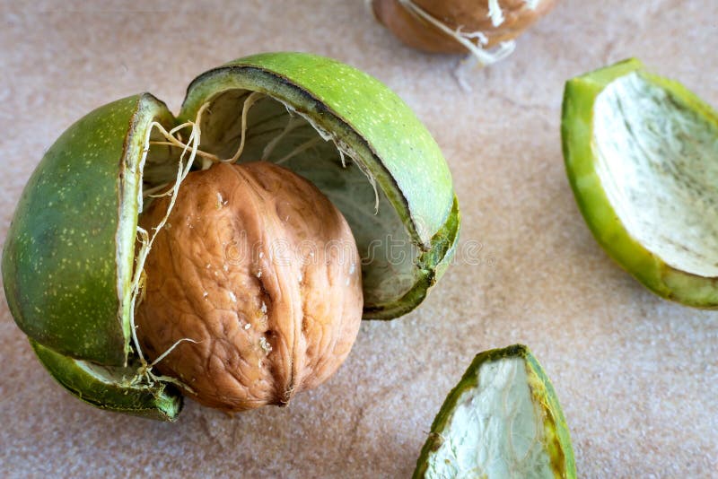Walnuts in a Green Shell on the Table Stock Photo - Image of nutshell ...